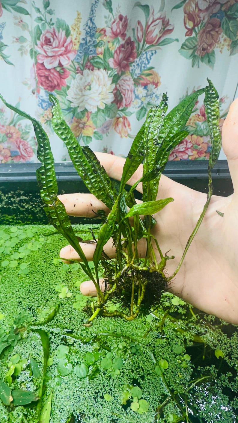 Buy 2 Get 1 FREE - Java Fern Needle Leaf - Microsorum Pteropus - Narrow ...