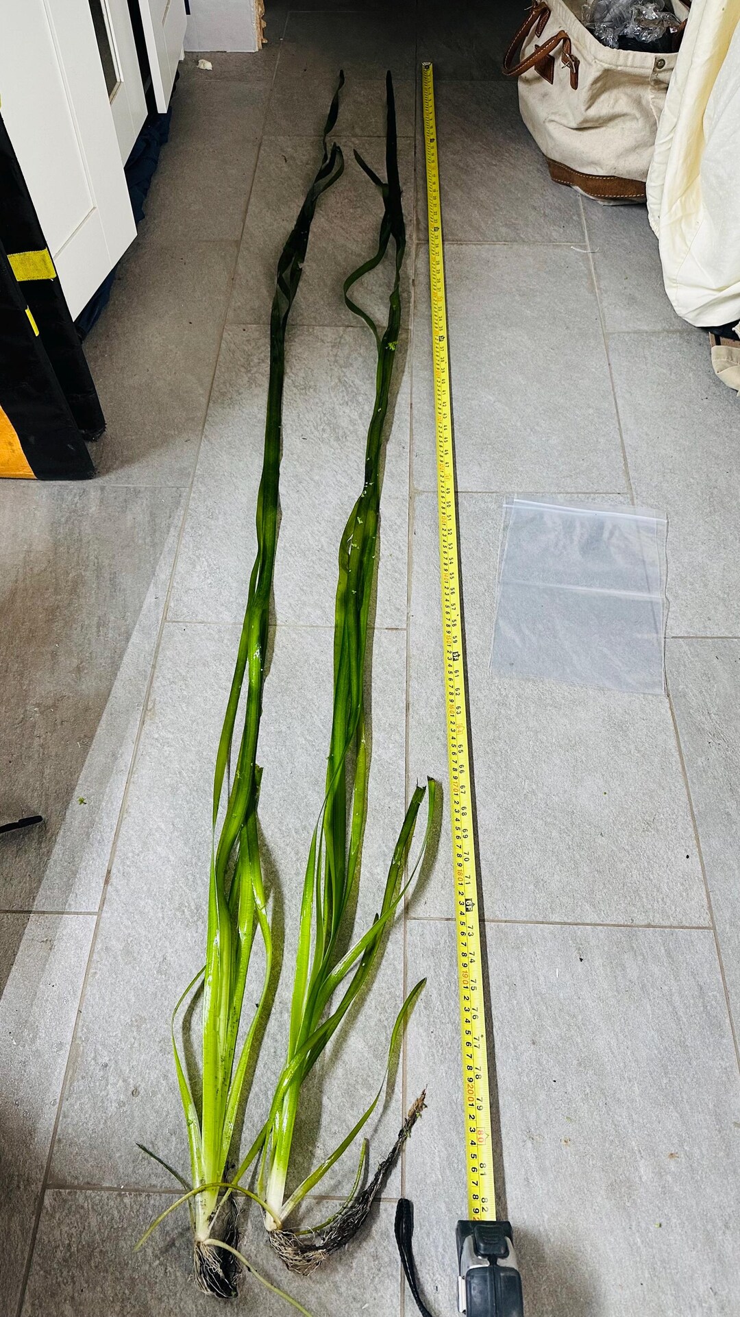 True Giant Jungle Val – Buy 2 Get 1 Free – Tall Live Aquarium Plant ...