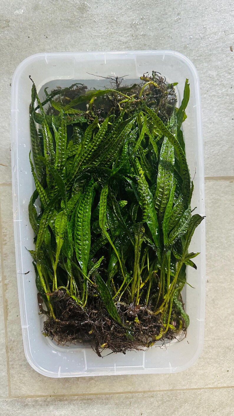 Buy 2 Get 1 FREE - Java Fern Needle Leaf - Microsorum Pteropus - Narrow ...