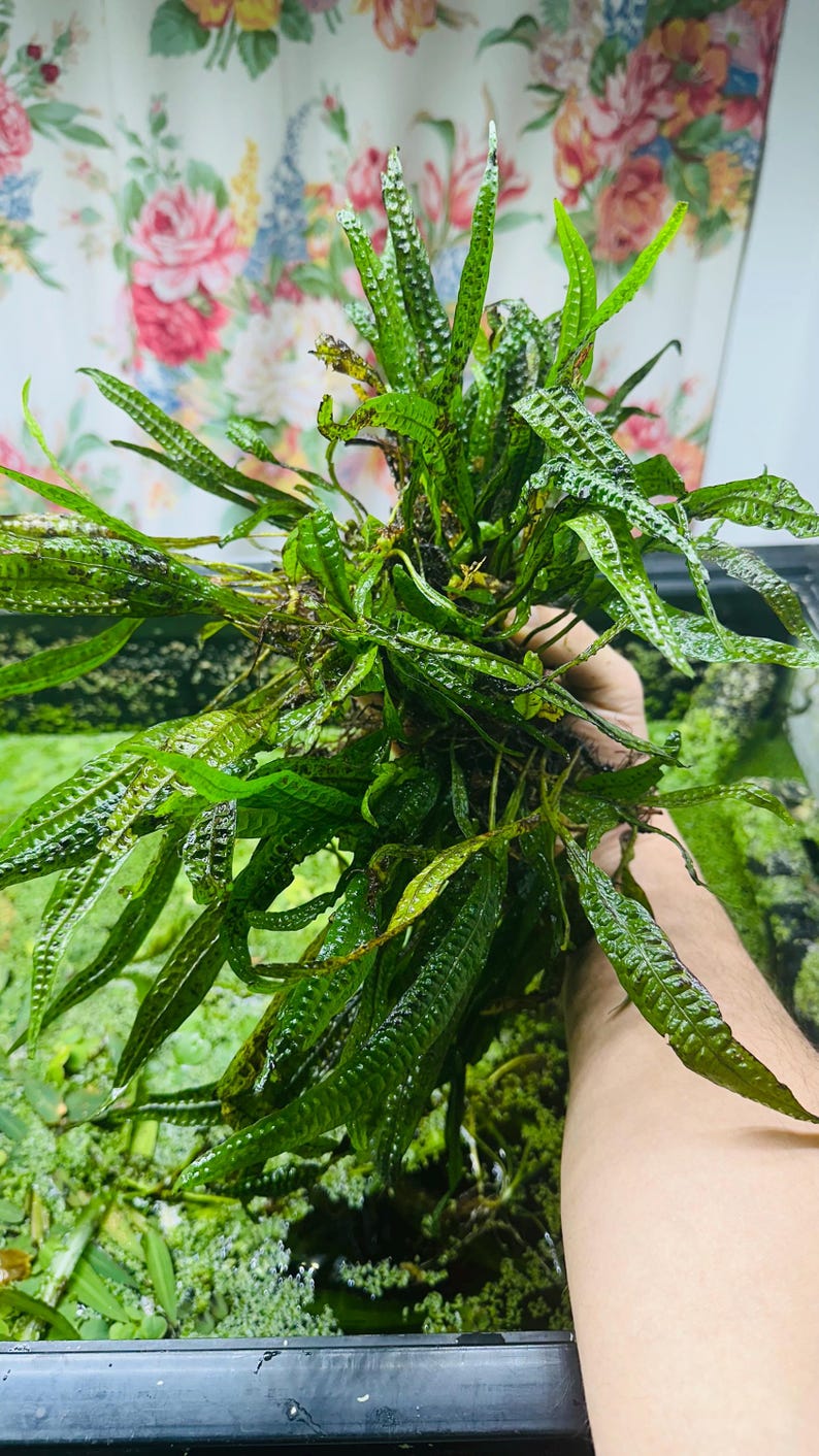 Buy 2 Get 1 FREE - Java Fern Needle Leaf - Microsorum Pteropus - Narrow ...