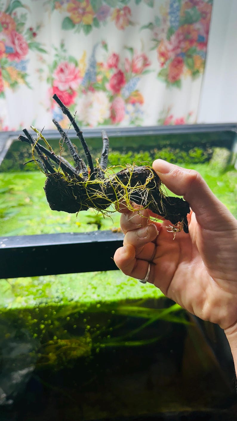 Buy 3 Get 1 FREE - Homonoia Riparia Mi Nuong - Semi Aquatic Rheophyte ...