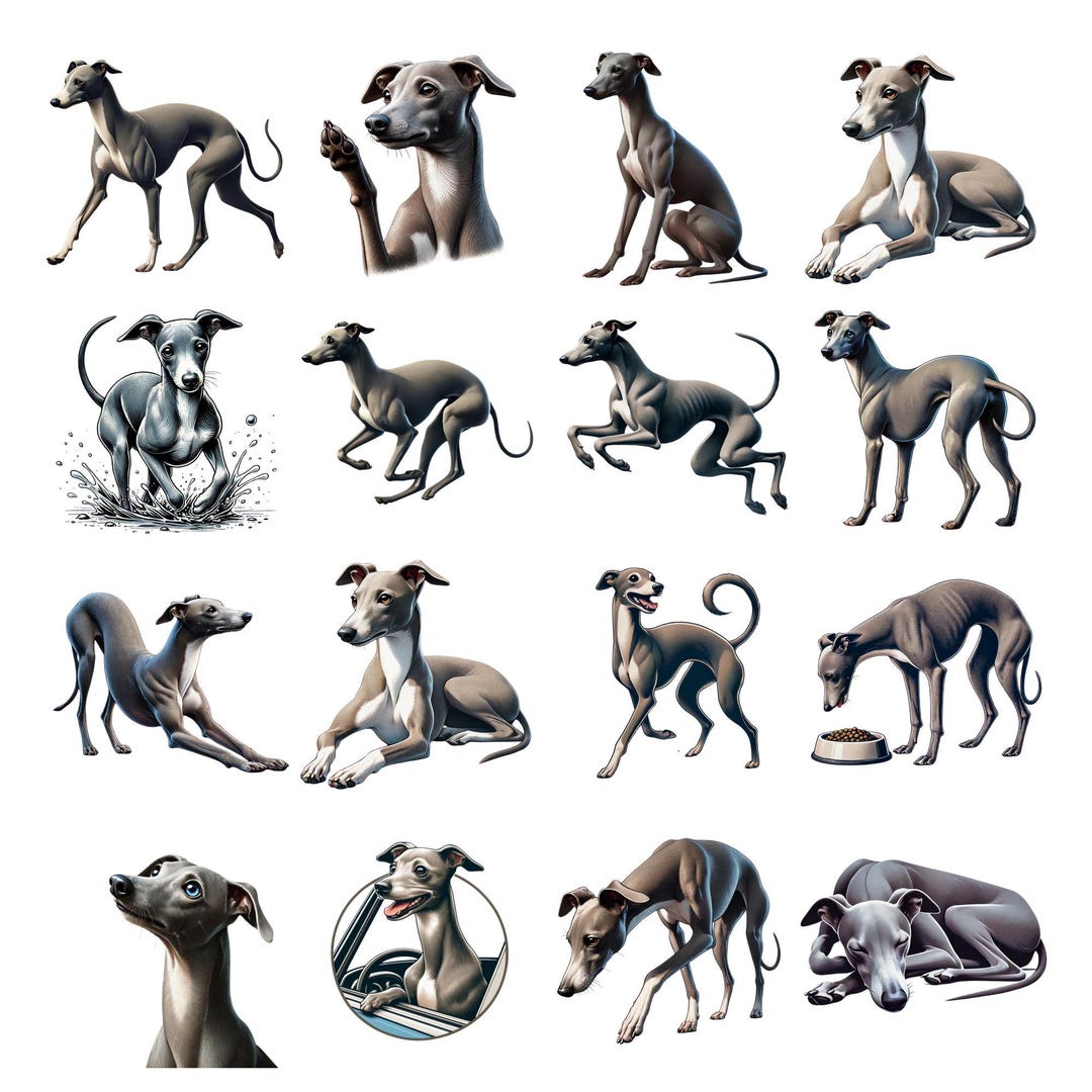 Italian Greyhound Clipart Set – Instant Digital Download (PNG ...