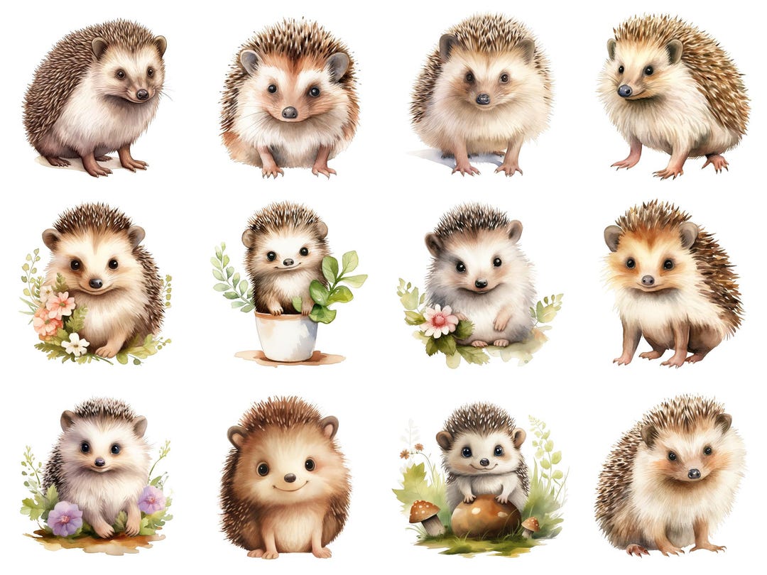Cute Hedgehog Watercolor Clipart PNG Bundle for Soft and Creative ...