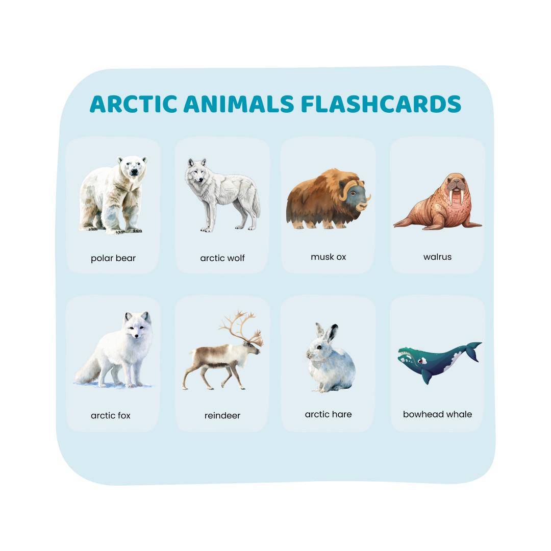 Arctic Animals Flashcards for Preschool | Printable Arctic Animal Cards ...