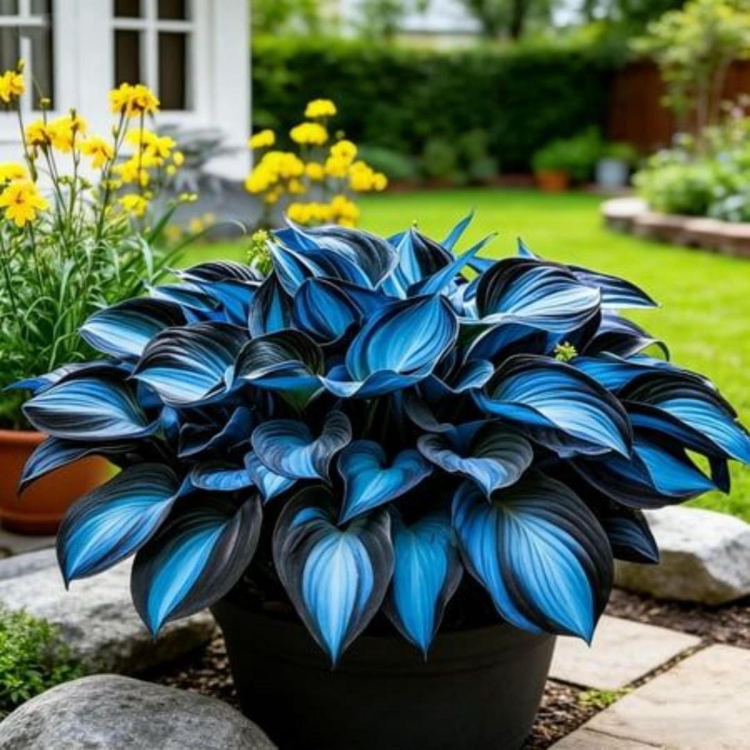 Blue & Black Hosta Type Calathea SEEDS for Perennial Outdoor Shade ...