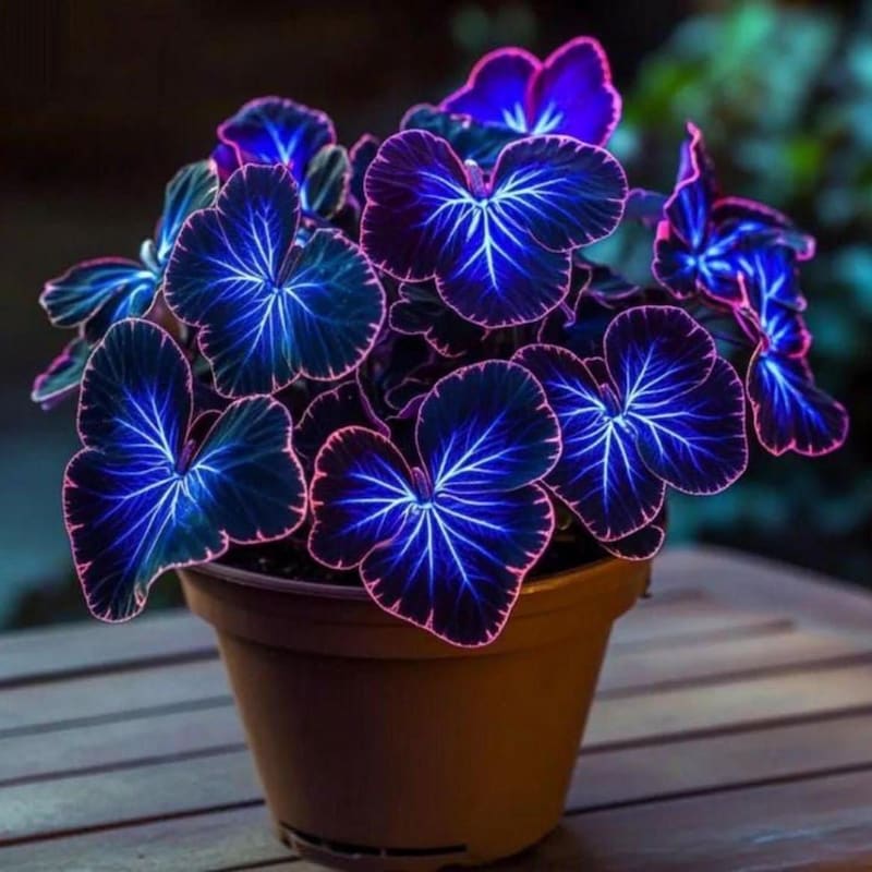 Moonlight Butterfly Begonia - Etsy