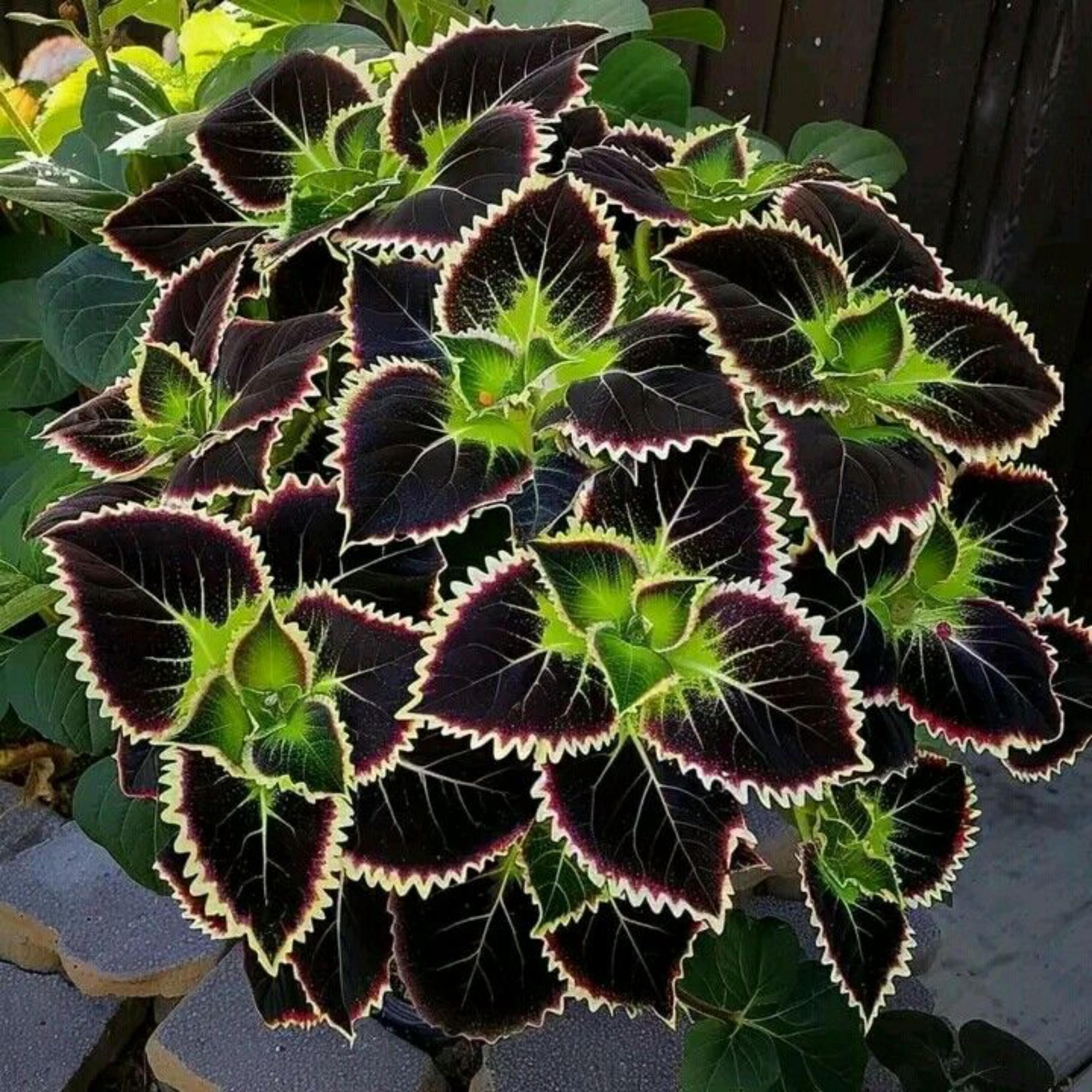 Coleus Black Dragon Lulu Seeds | Rare Dark Foliage | Ornamental Plant ...