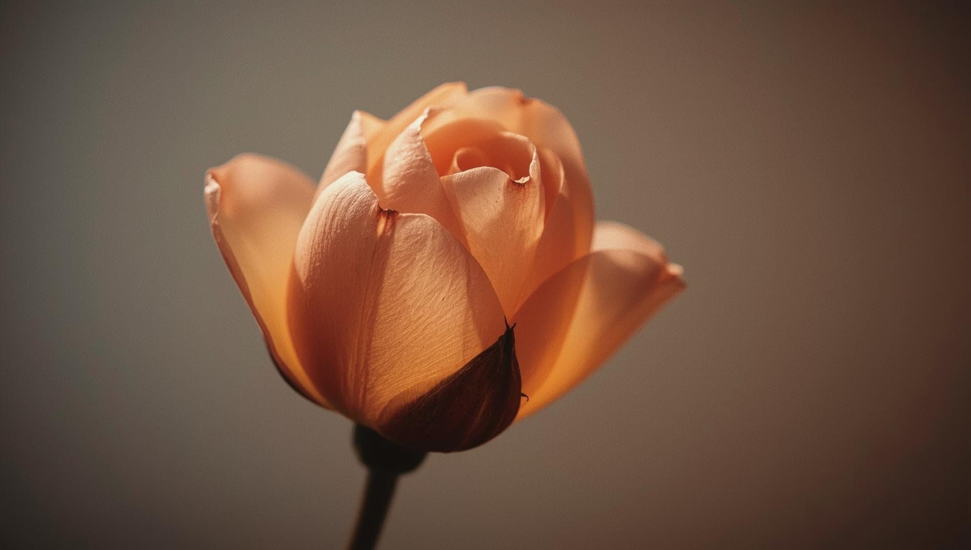 Ethereal Bloom Loops Vol. 2 – Cinematic Flower Animations, Ambient ...