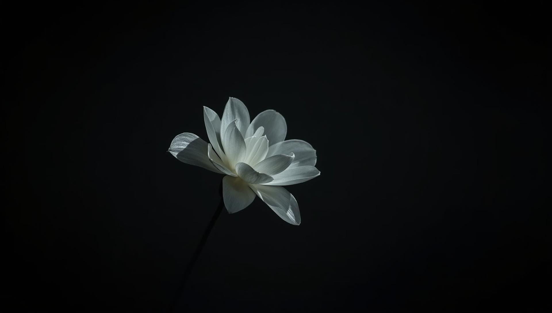 Ethereal Bloom Loops Vol. 2 – Cinematic Flower Animations, Ambient ...