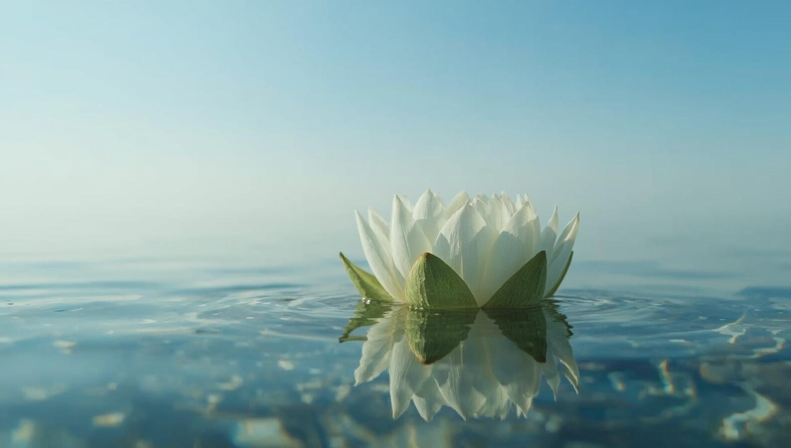 Ethereal Bloom Loops – Cinematic Flower Animation Backgrounds | 16:9 ...