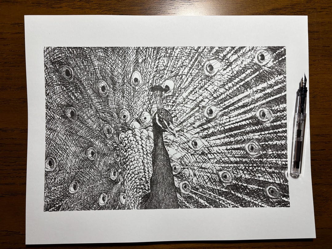 Peacock Ink Sketch, Ink Drawing, Bird Art, Nature Inspired Illustration ...