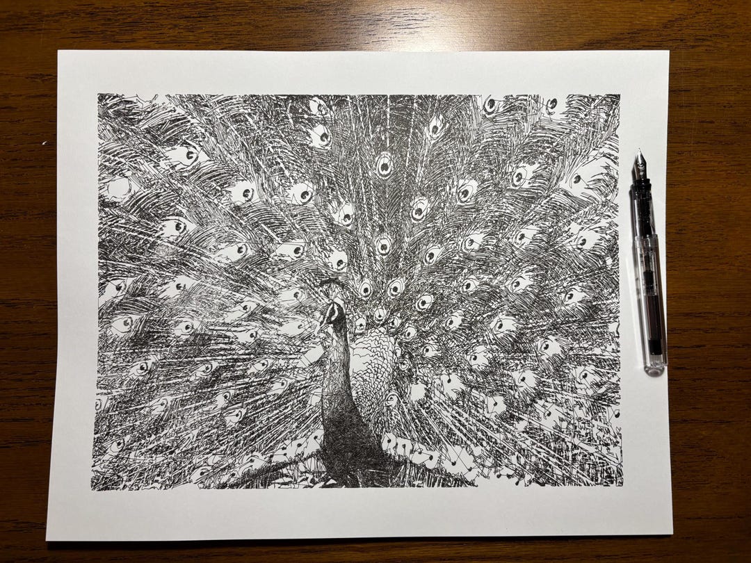 Peacock Ink Sketch, Scribble Drawing - Etsy