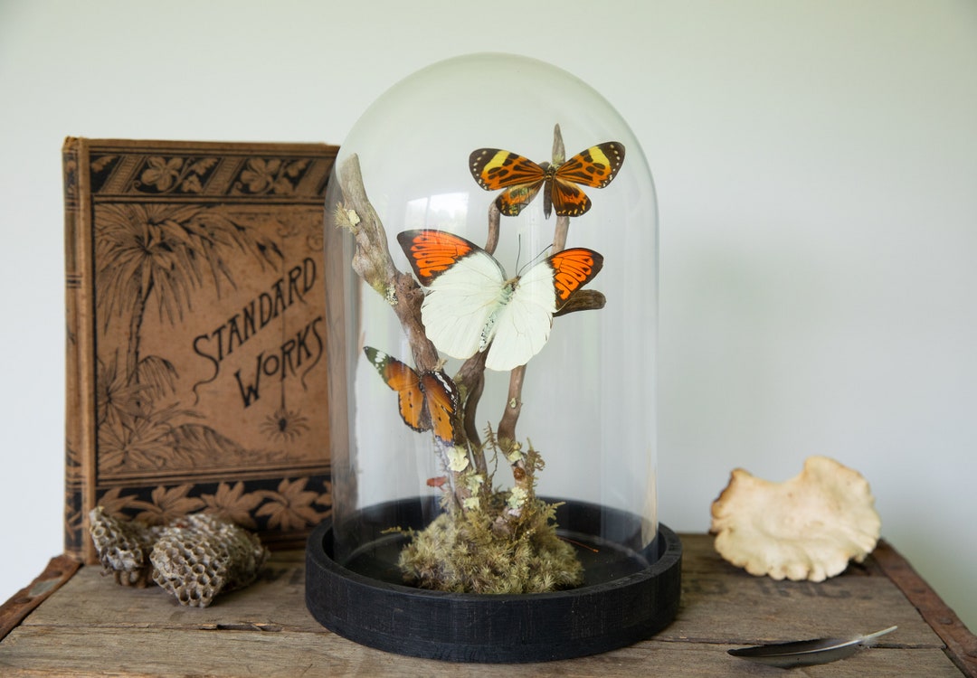 Butterfly & Moth Nature Display in Glass Cloche Dome Natural History ...