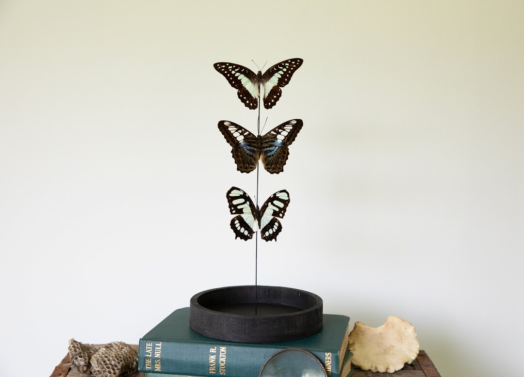 3 Butterflies Tall Glass Dome Cloche Blue, Mint Green, Black Real ...