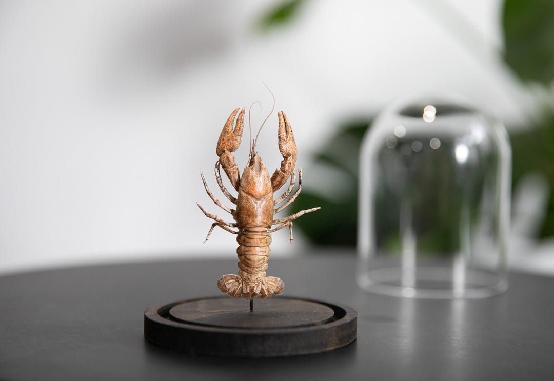 Preserved Crayfish in Cloche - Glass Dome - Etsy