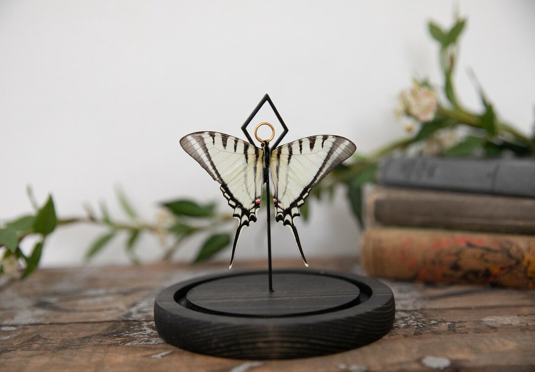 The Ribbon of Return – Zebra Swallowtail Butterfly in Glass Dome ...