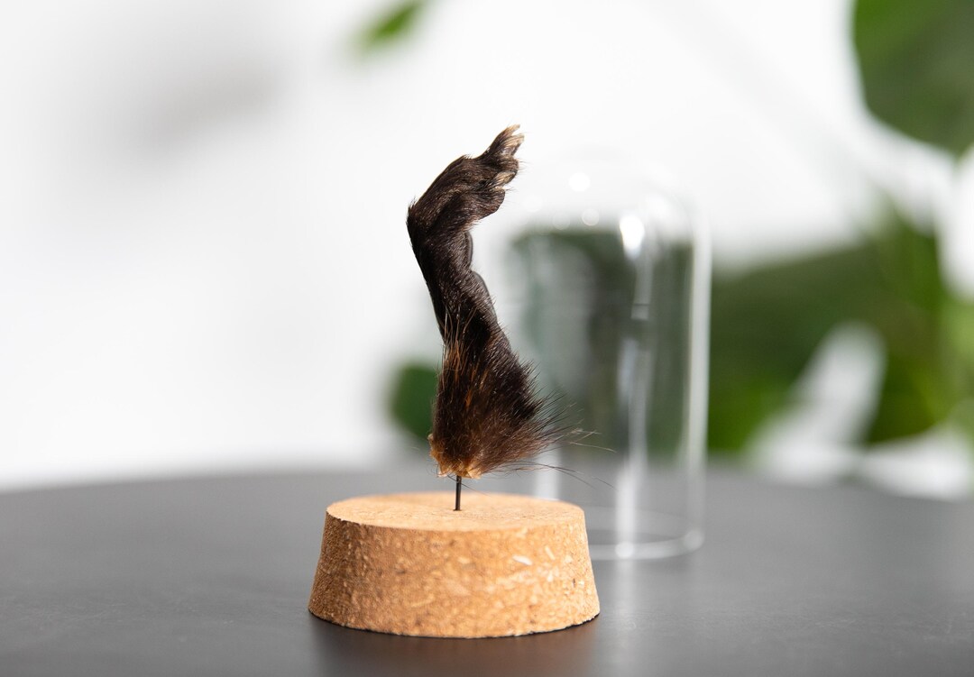 The Burrow Guardian – Sacred Woodchuck Paw Altar Offering for Grounding ...