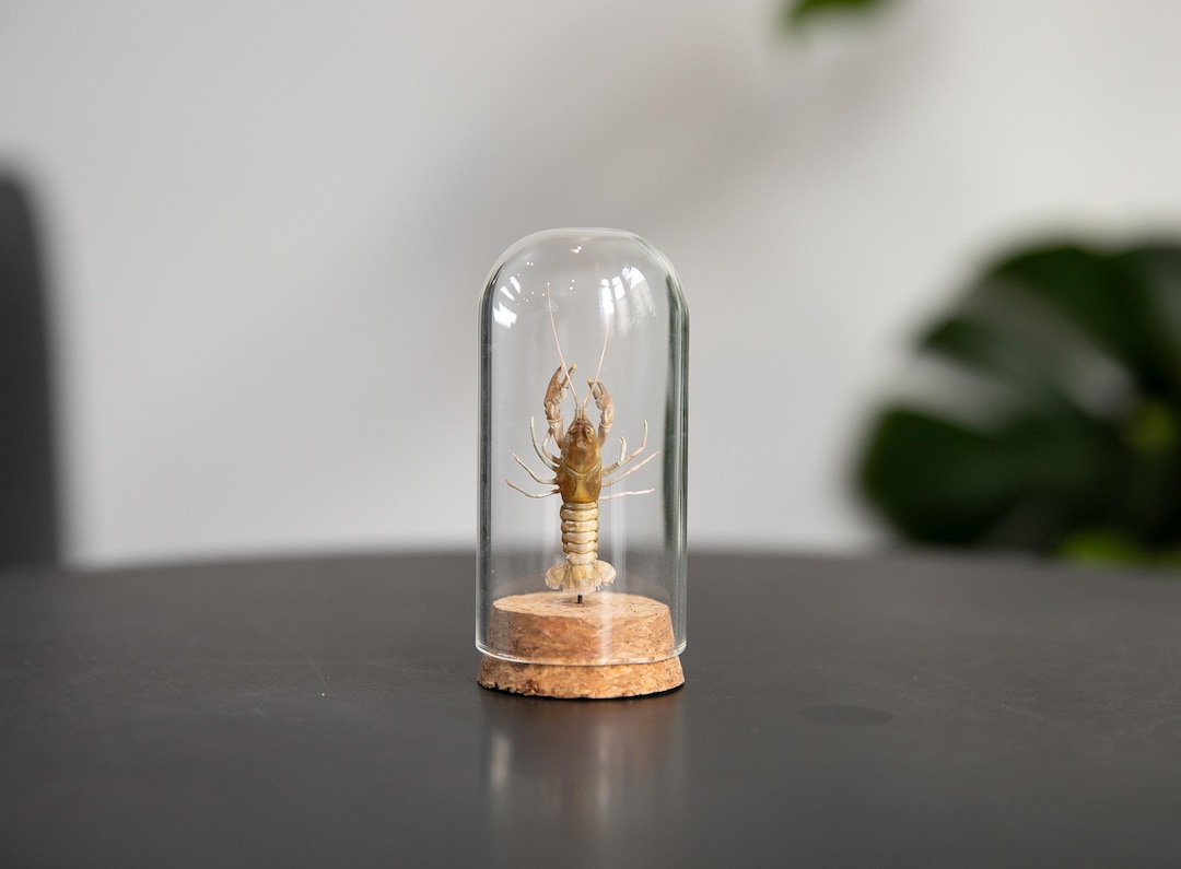 Real Mini Crayfish in Glass Dome Display - Natural History Oddity ...