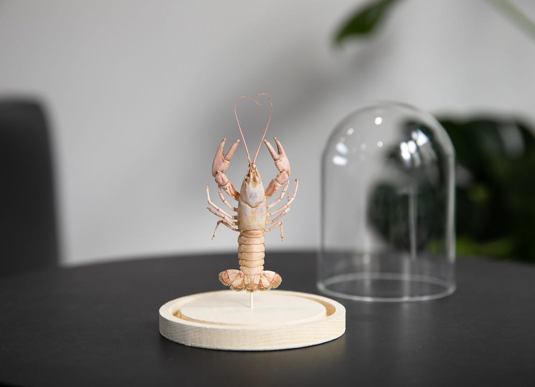 Real Preserved Crayfish in Glass Dome Display - Beach Decor / Natural ...
