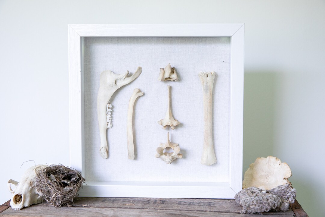 Real Fawn Bone Display: 10x10 Framed Natural History Decor - Etsy