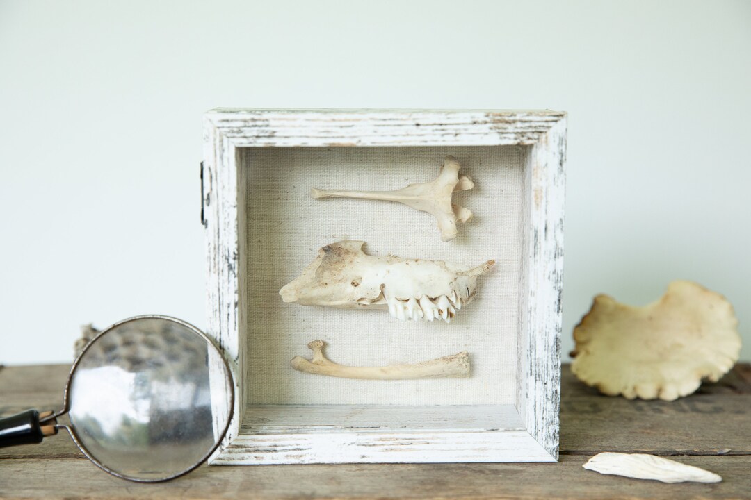 Fawn Study - Real Deer Bones in Rustic Shadow Box Frame - Sustainable ...