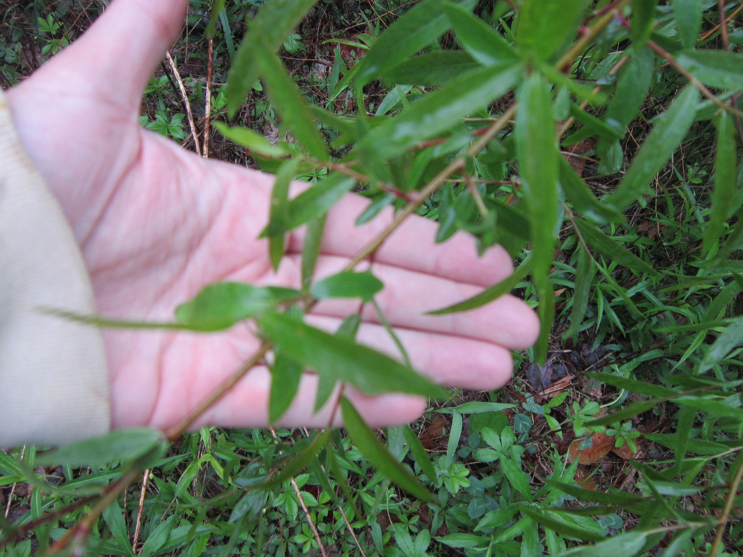 Chemical-free, Beyond Organic Hybrid Willow Tree Cuttings, Austree ...