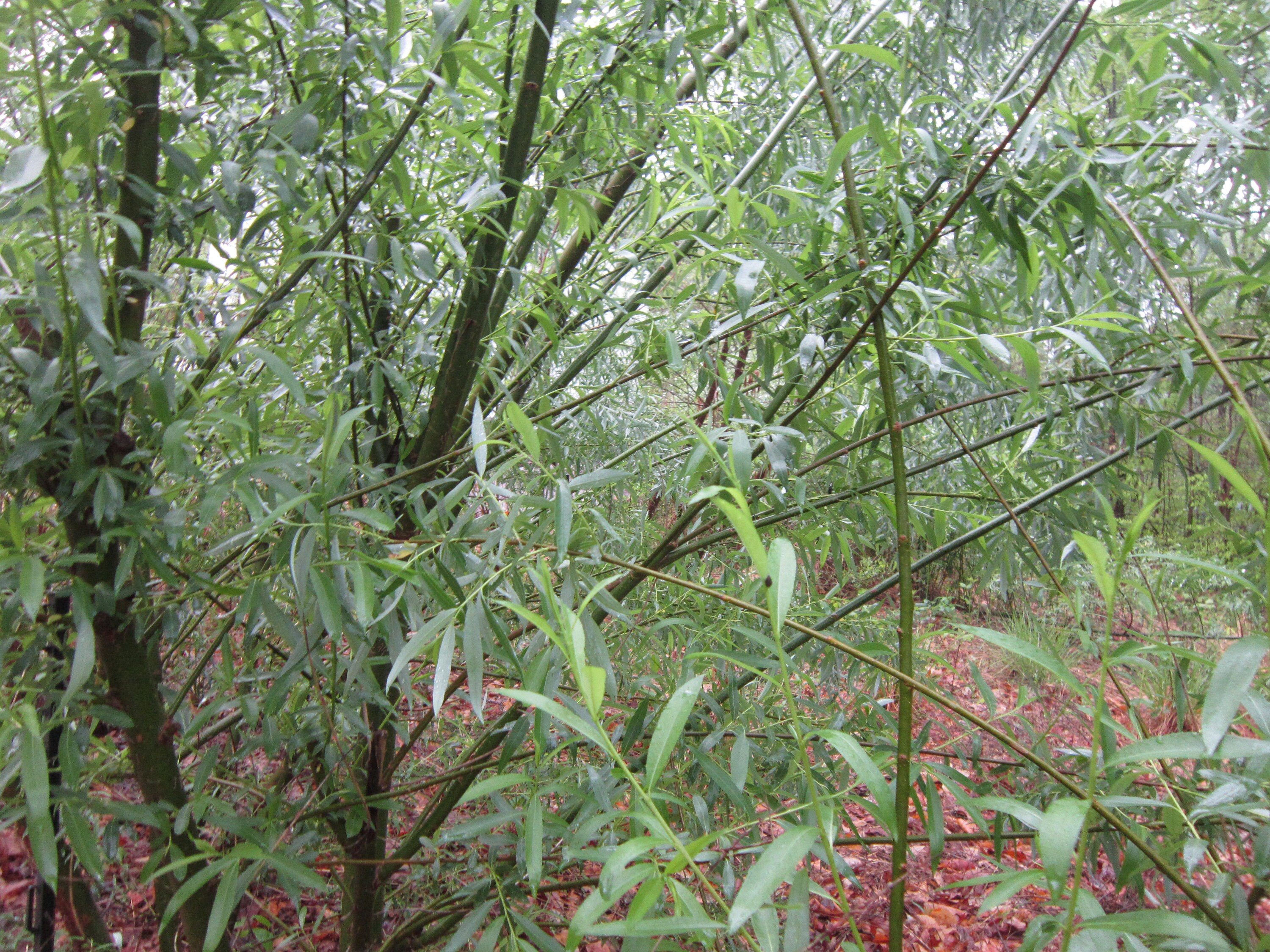 Chemical-free, Beyond Organic Hybrid Willow Tree Cuttings, Austree ...