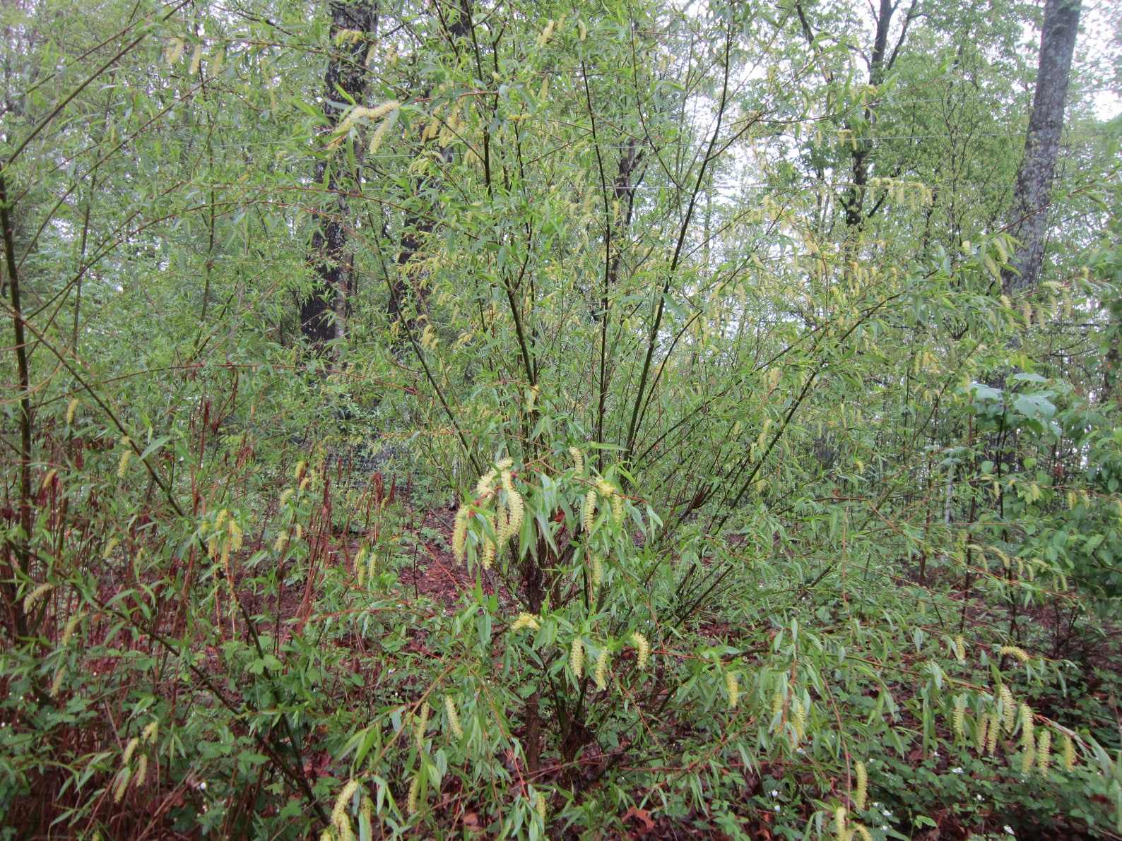 Chemical-free, Beyond Organic Hybrid Willow Tree Cuttings, Austree ...