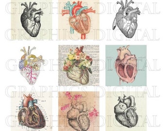 VALENTINES DAY HEARTS Anatomy Anatomical Drawings Anatomical Hearts ...