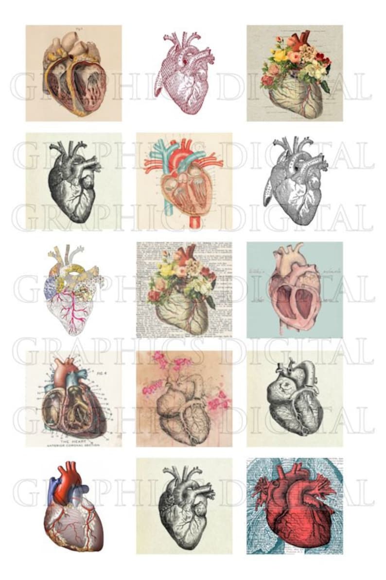 HEARTS Anatomy Anatomical Drawings Anatomical Hearts Digital Graphics ...
