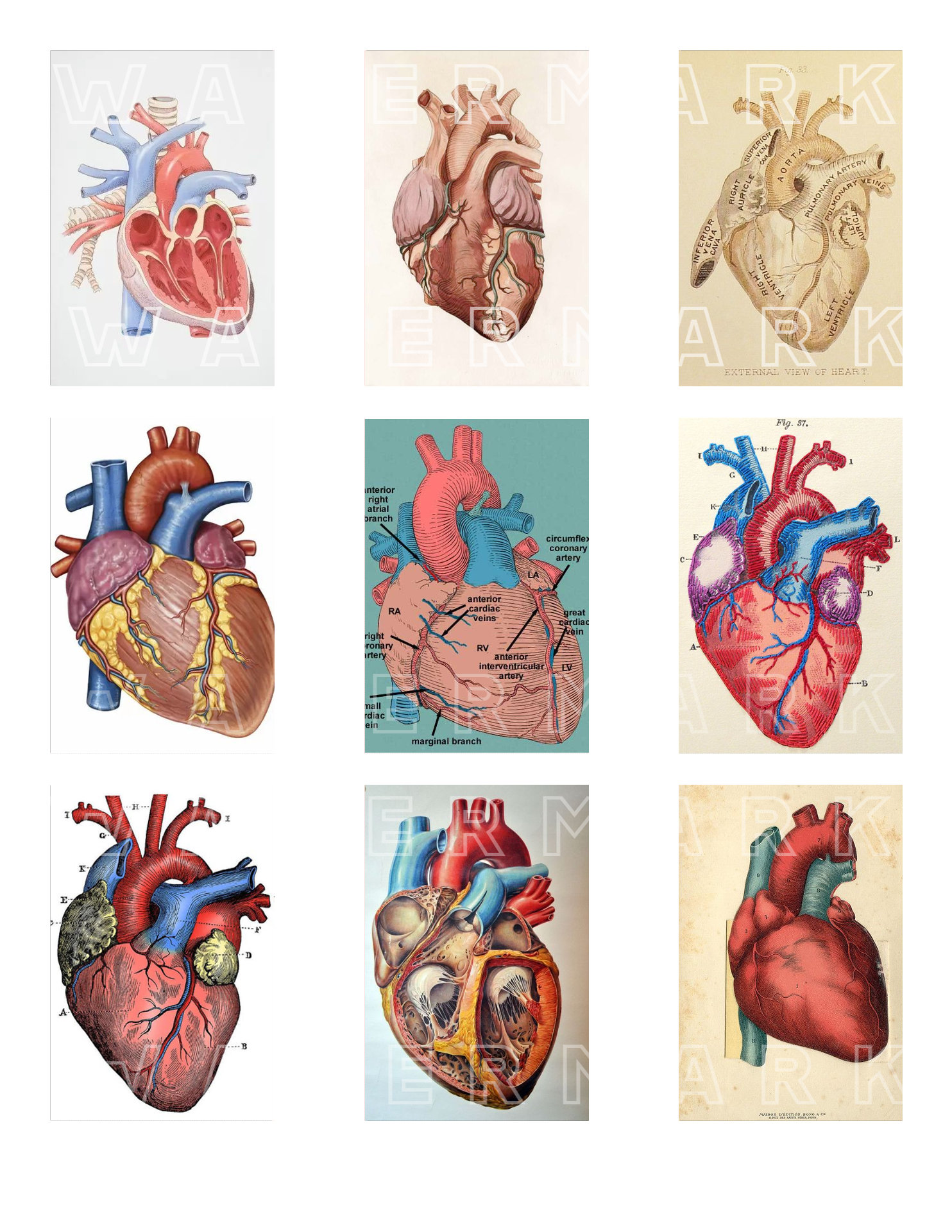 HEARTS TEXTBOOK HEART Medic Anatomy Anatomical Drawings Anatomical ...