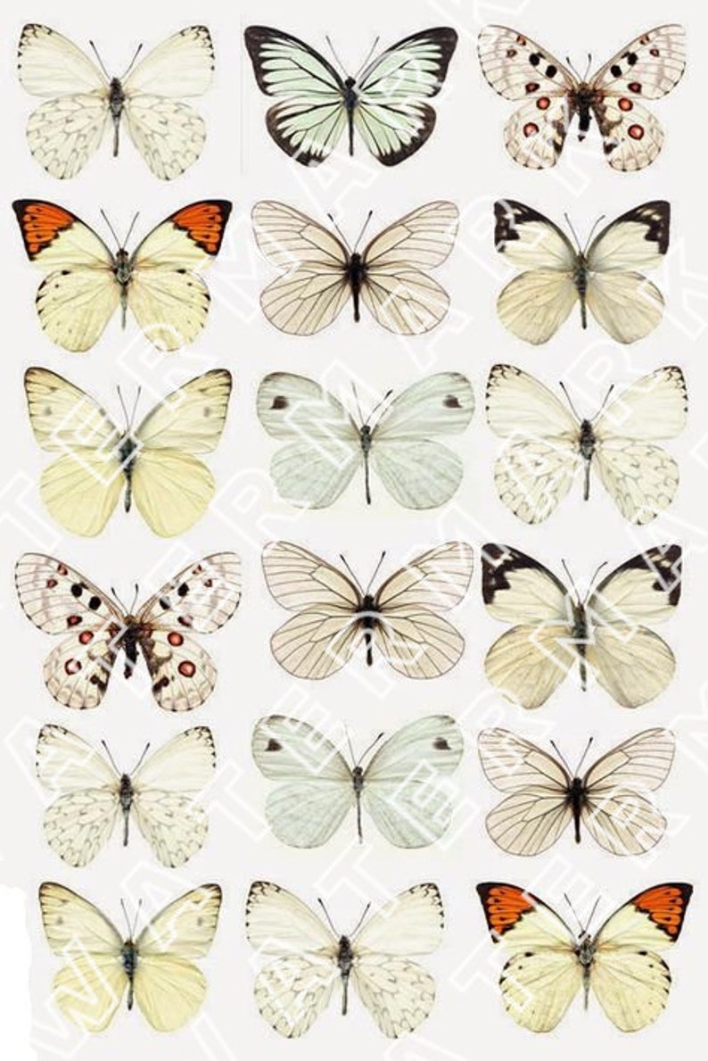 BUTTERFLY BUTTERFLIES MOTHS Digital Collage Scrapbook Graphics - Etsy