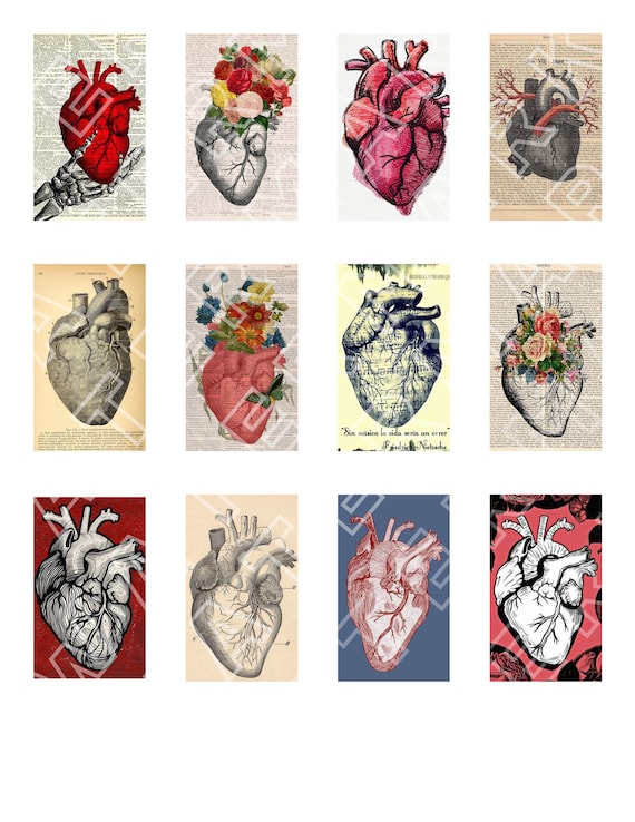 VALENTINES DAY HEARTS Anatomy Anatomical Drawings Anatomical | Etsy