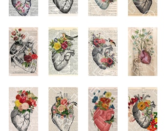 VALENTINES DAY HEARTS Anatomy Anatomical Drawings Anatomical Hearts ...