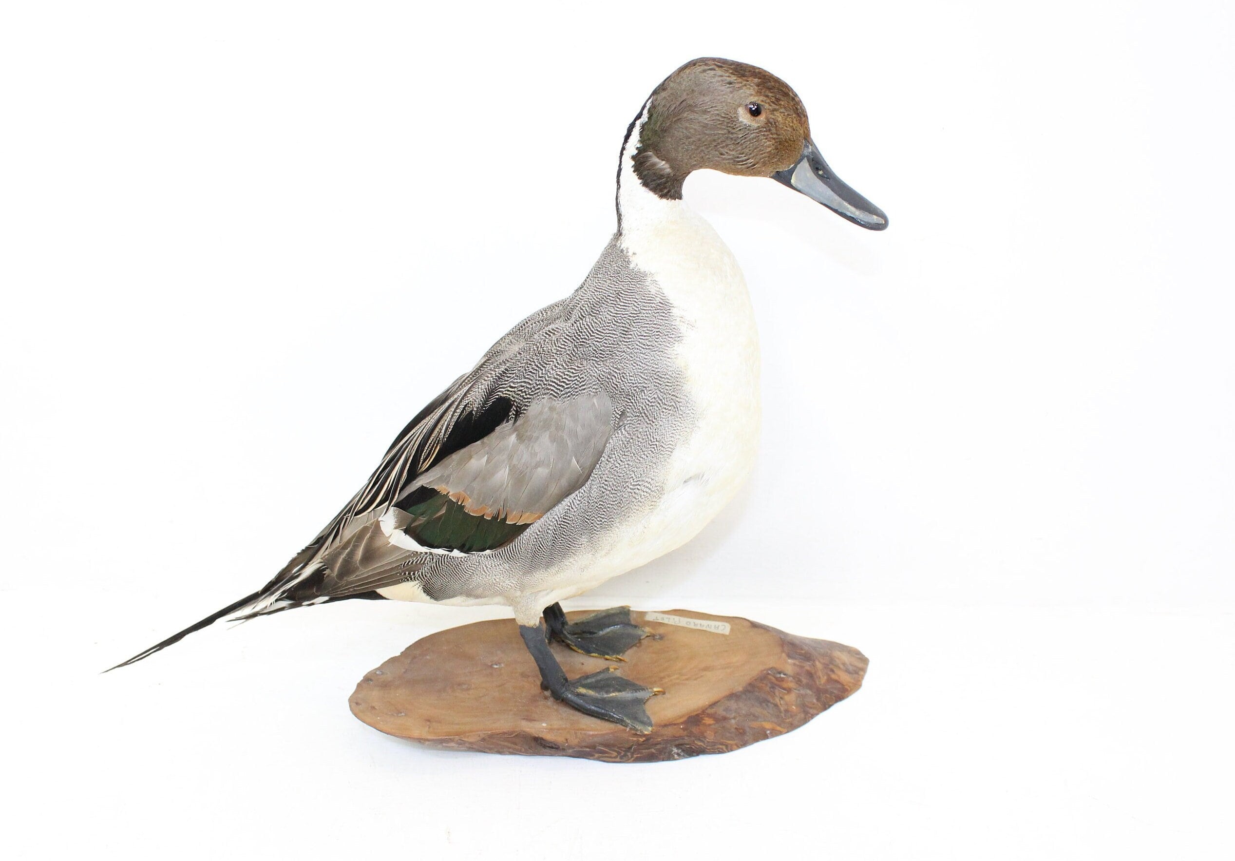 Pintail Duck Mounts