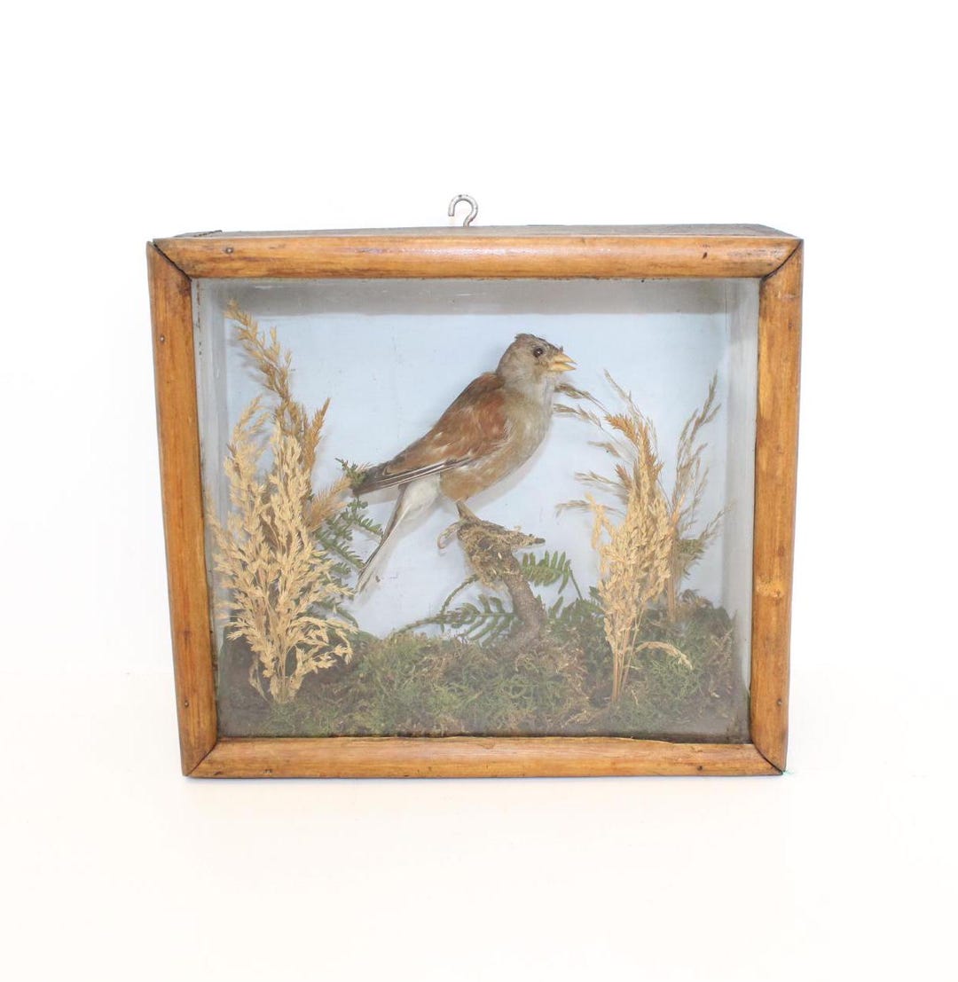 Antique Taxidermy Linnet Song Bird Finch in Display Case - Etsy