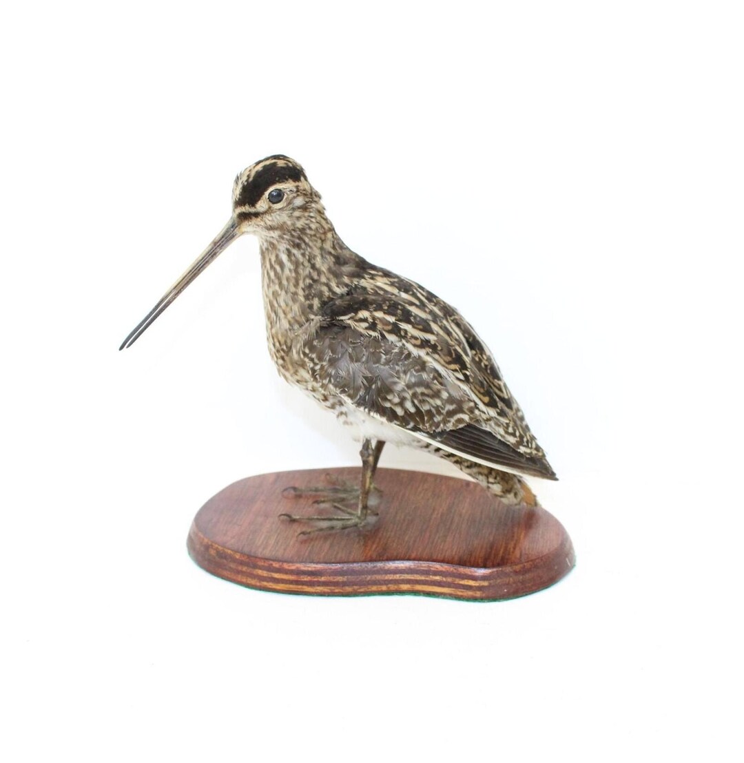 Vintage Taxidermy Common Snipe Mounted Stuffed Bird - Etsy