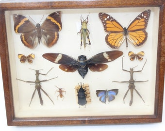 Insect Display Case - Etsy