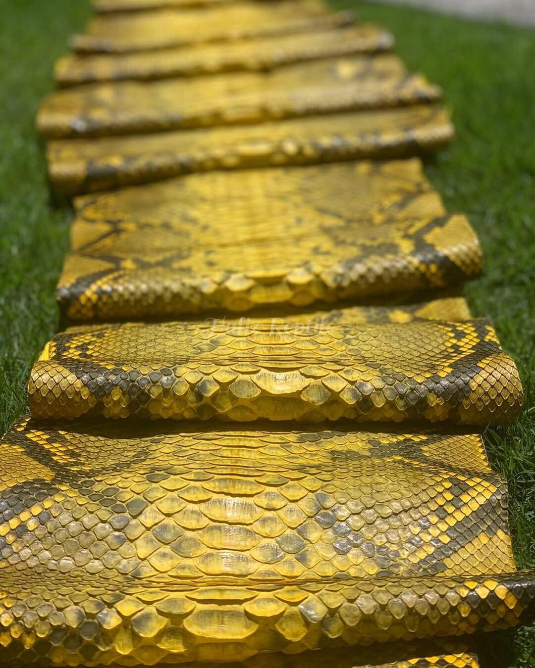 Genuine Python Leather Skin | Yellow Reticulated Belly Skin Unbleached ...