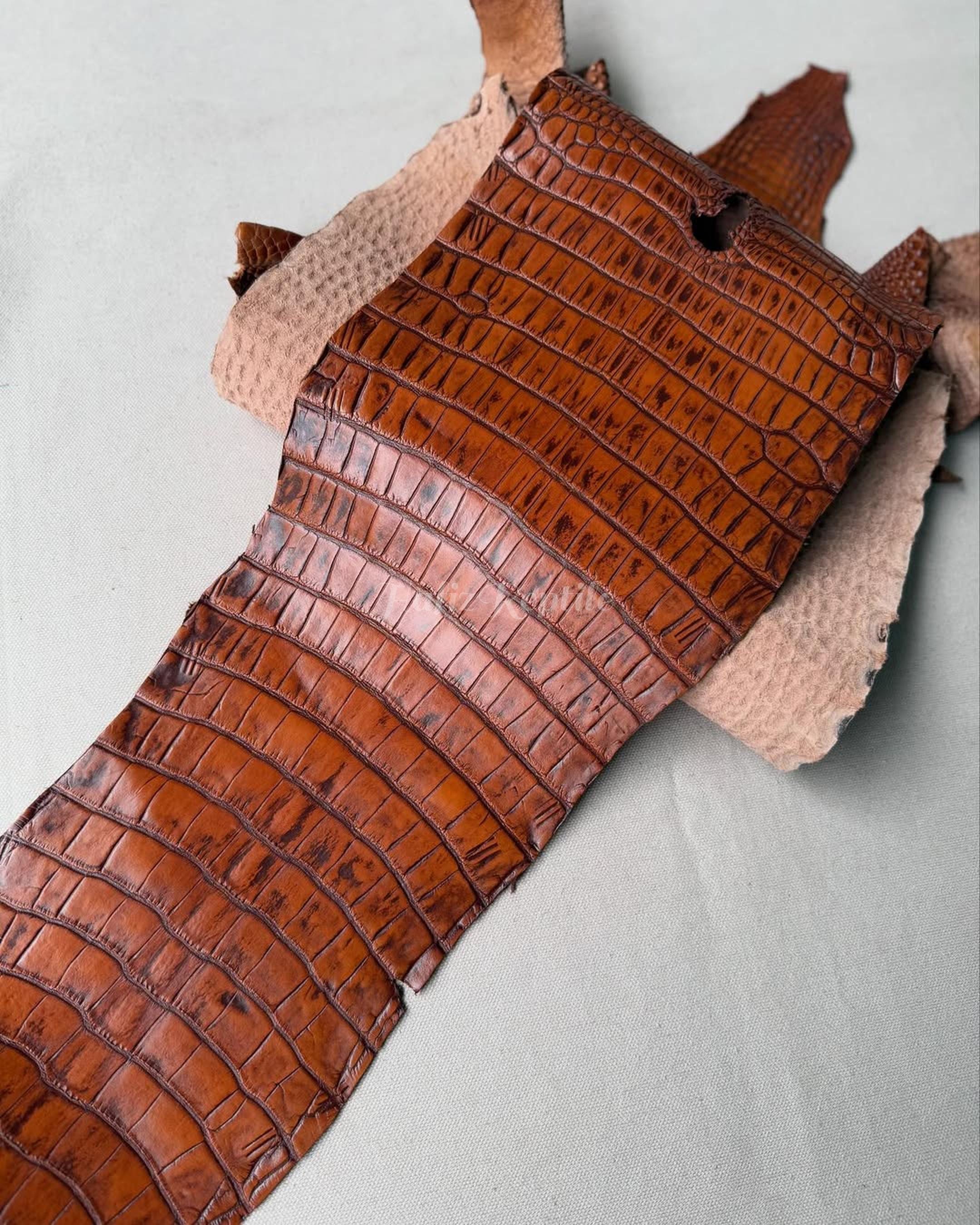 Full Alligator Leather Hide | Brown Belly Skin | Whole Unbleached ...
