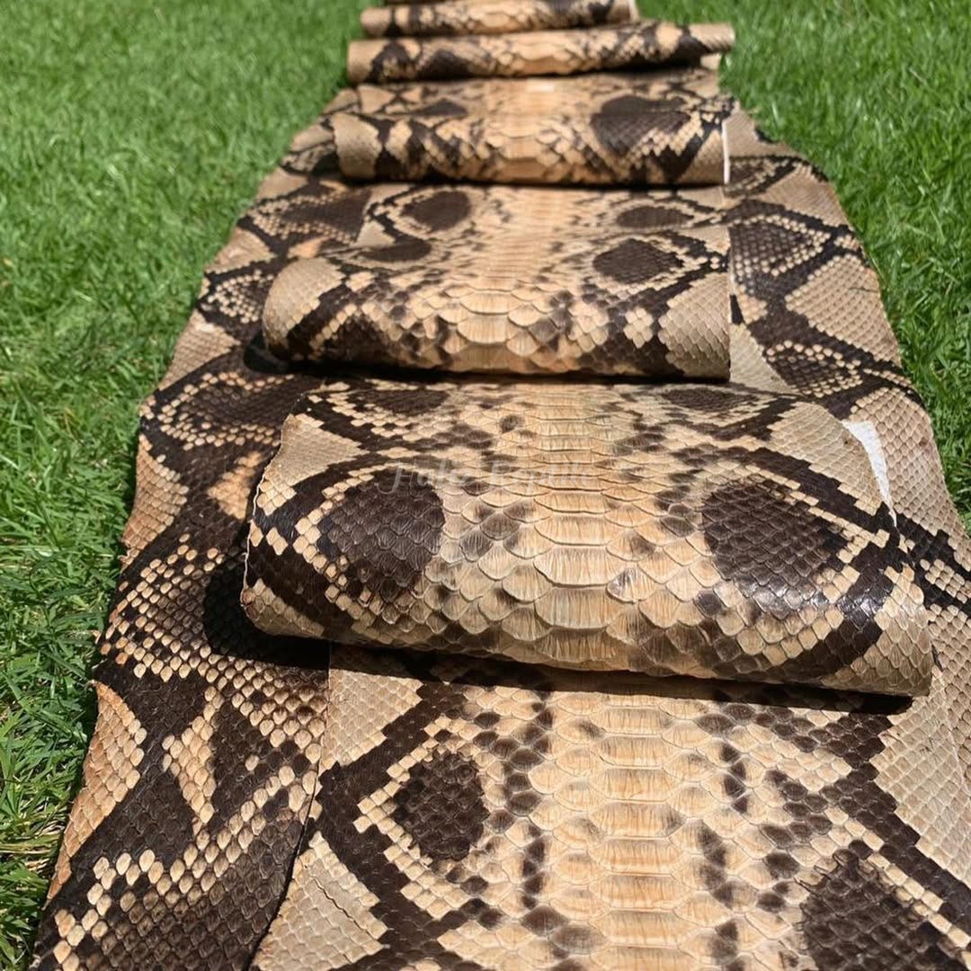 Genuine Python Leather Skin | Beige Reticulated Belly Skin Unbleached ...