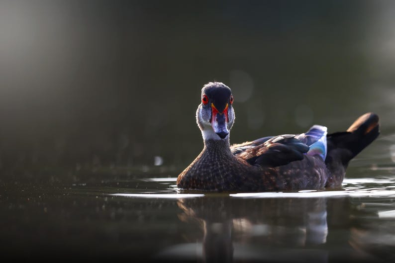 Wood Duck | Dramatic Wildlife Photography | Colorful Bird Art | Wall ...