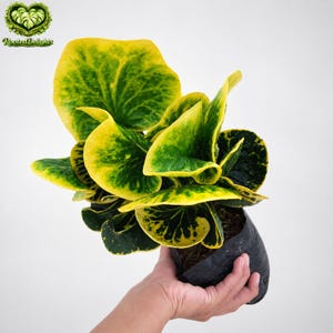 Codiaeum Variegatum Croton Oriental Rare Plant - Etsy