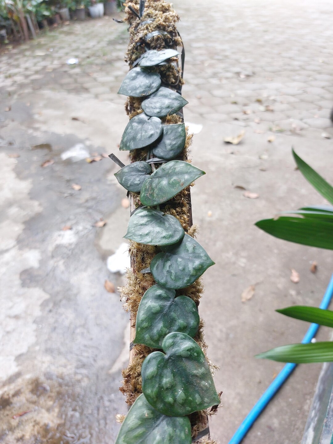 Scindapsus Snake Scale Outdoor Planter - Etsy