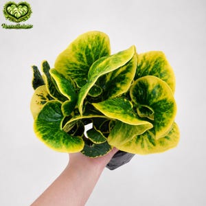 Codiaeum Variegatum Croton Oriental Rare Plant - Etsy