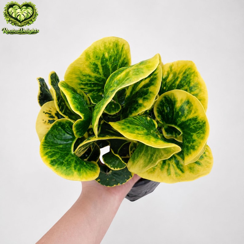Codiaeum Variegatum Croton Oriental Rare Plant - Etsy