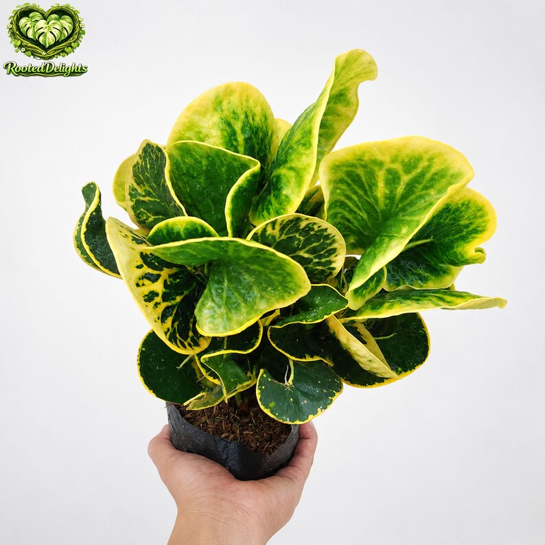Codiaeum Variegatum Croton Oriental Rare Plant - Etsy