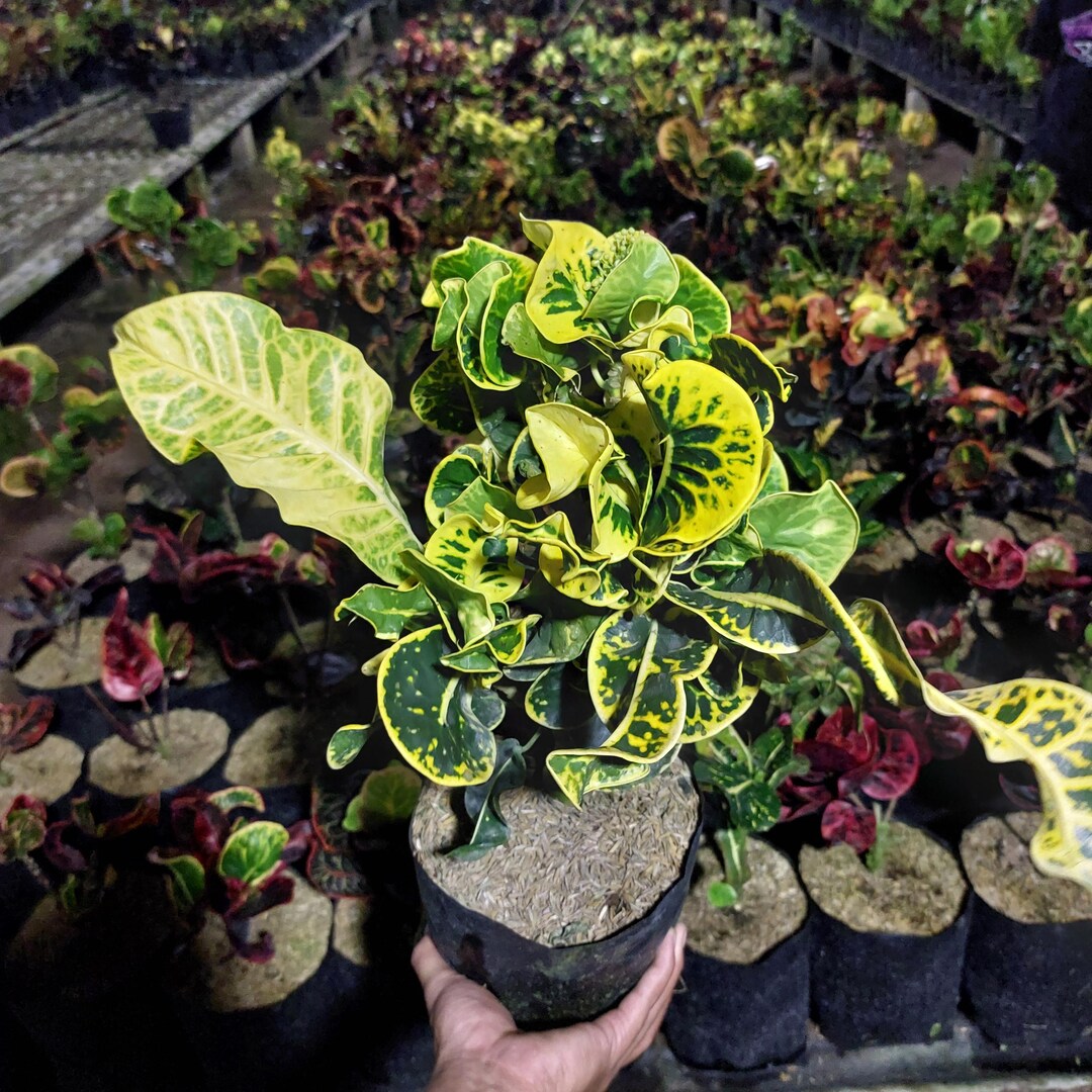 Codiaeum Variegatum Croton Yellow Stone Outdoor Plant - Etsy