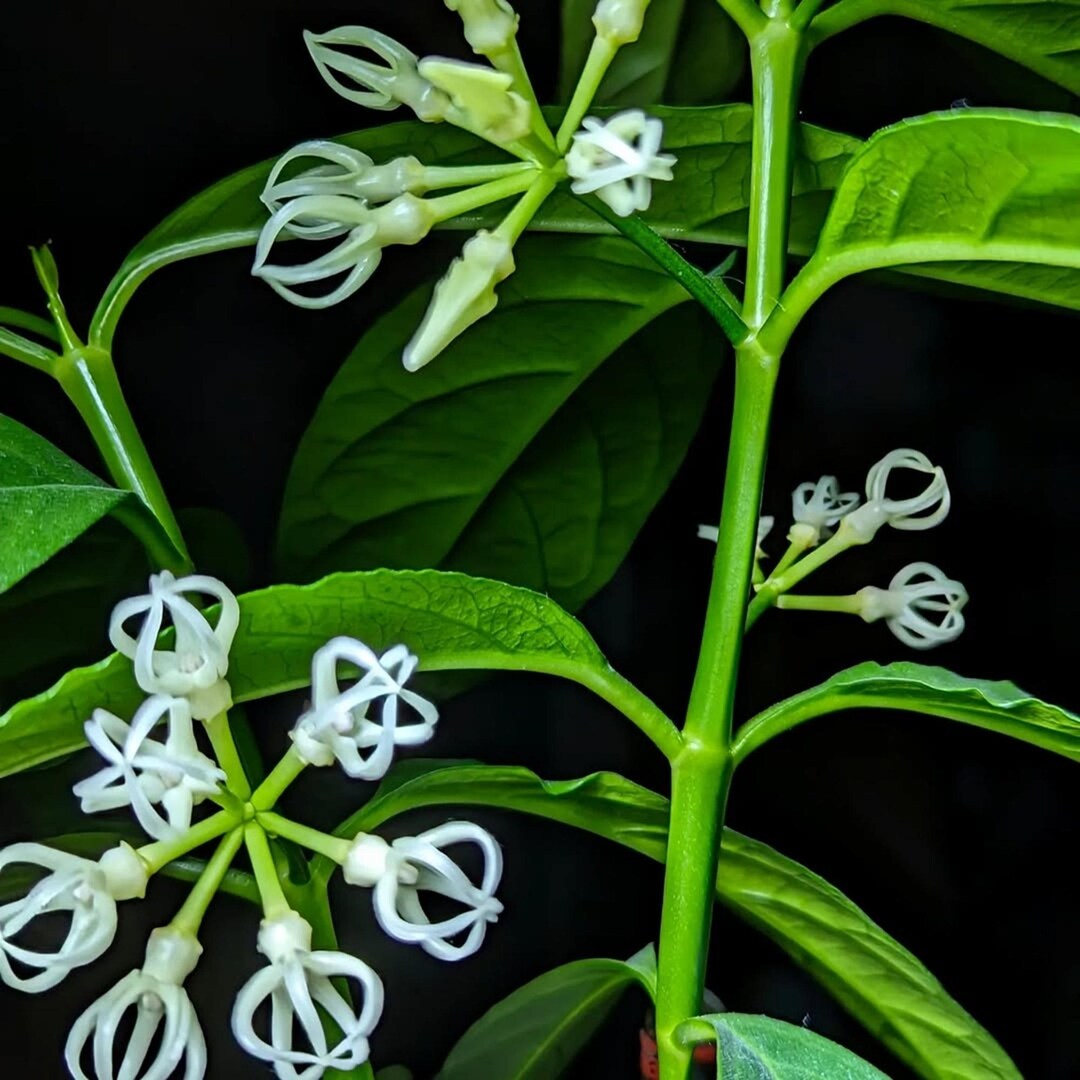 Hoya Decipulae Exotic Indoor Plant - Etsy