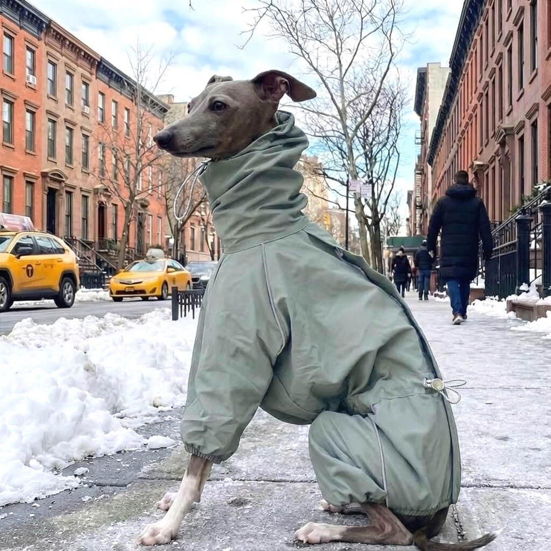 High Stretch Dog Raincoat, Lightweight Windbreaker for Whippet ...